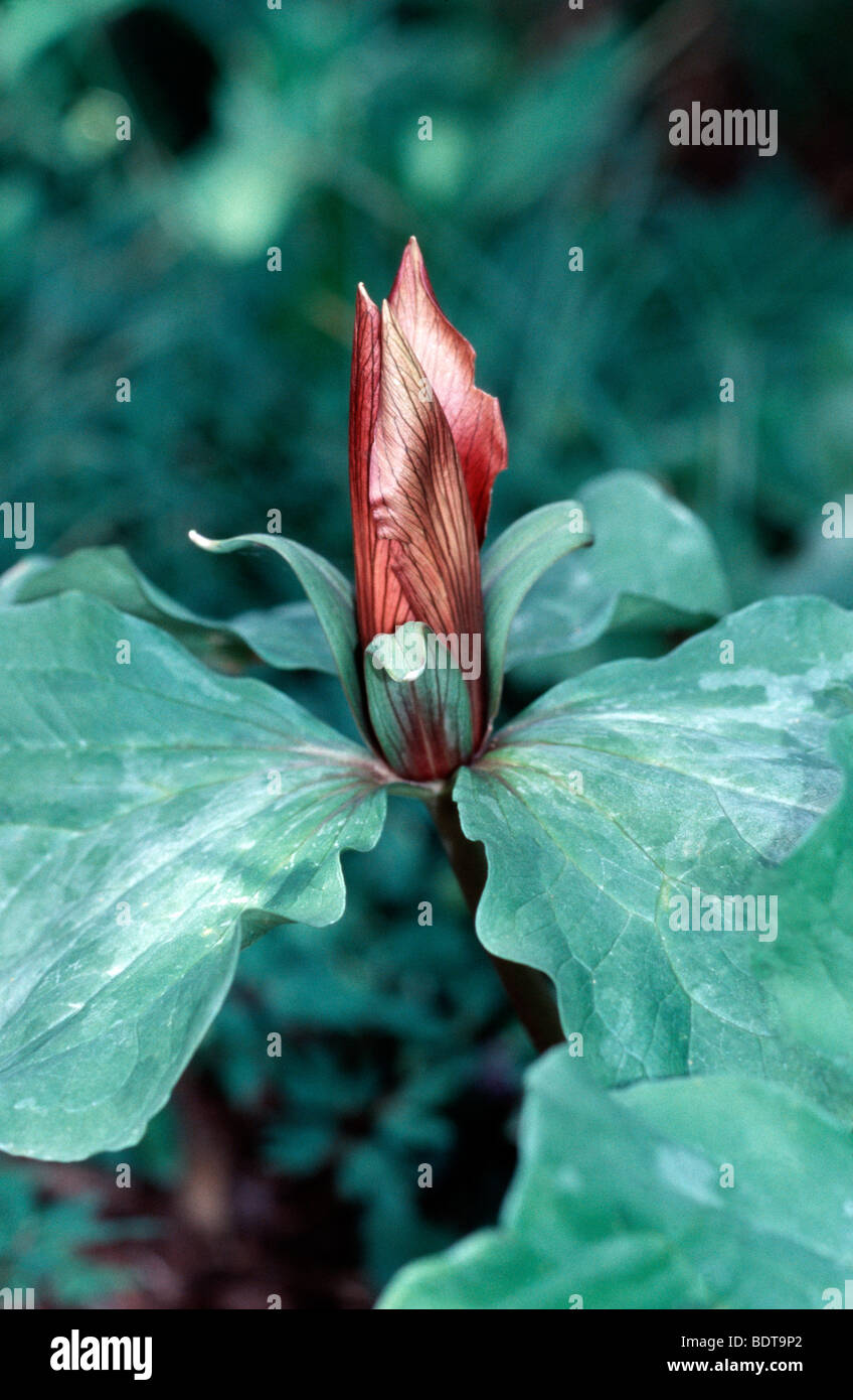 Trillium sessile trillium hi-res stock photography and images - Alamy