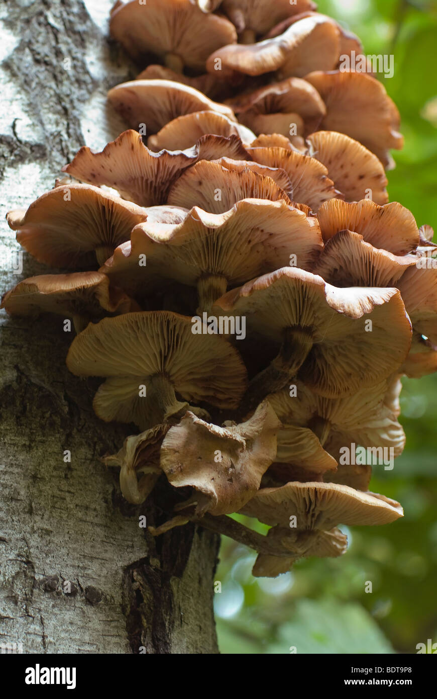 Mushroom birch tree hi-res stock photography and images - Alamy