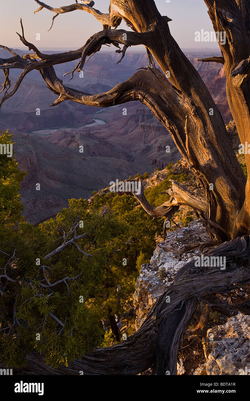 Sunset light on Western Juniper snag, Desert View Lookout, south rim ...