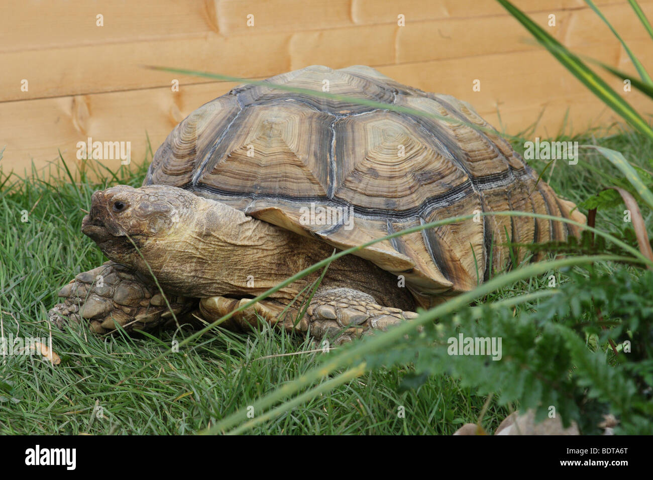 A tortoise in a garden Stock Photo - Alamy