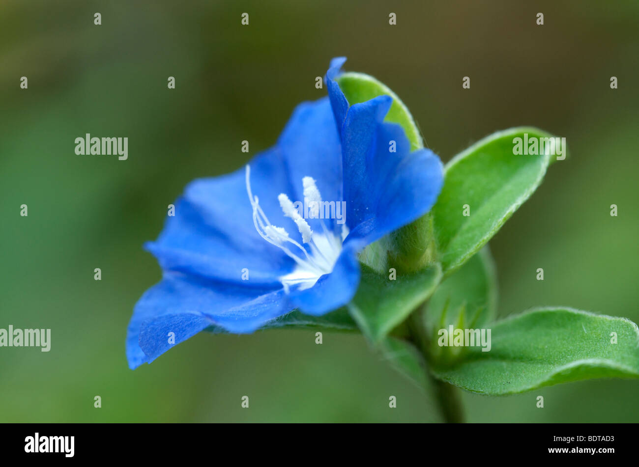 A blue wild flower Sri Lanka Stock Photo - Alamy