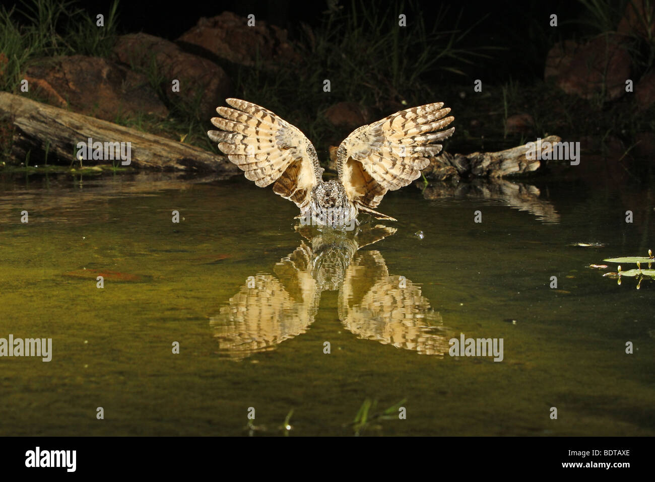 Poorwill hi-res stock photography and images - Alamy