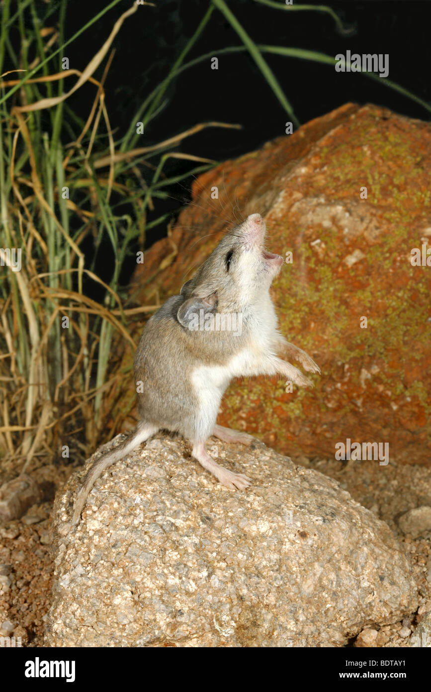 Grasshopper mouse hi-res stock photography and images - Alamy