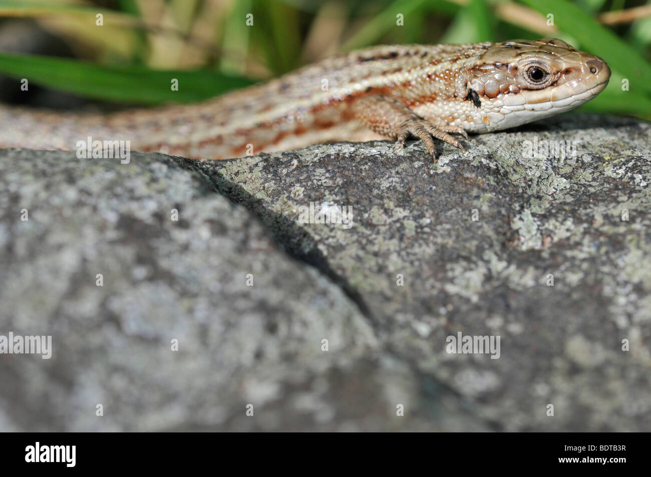 common lizard basking on rock seaside bamburgh Stock Photo - Alamy