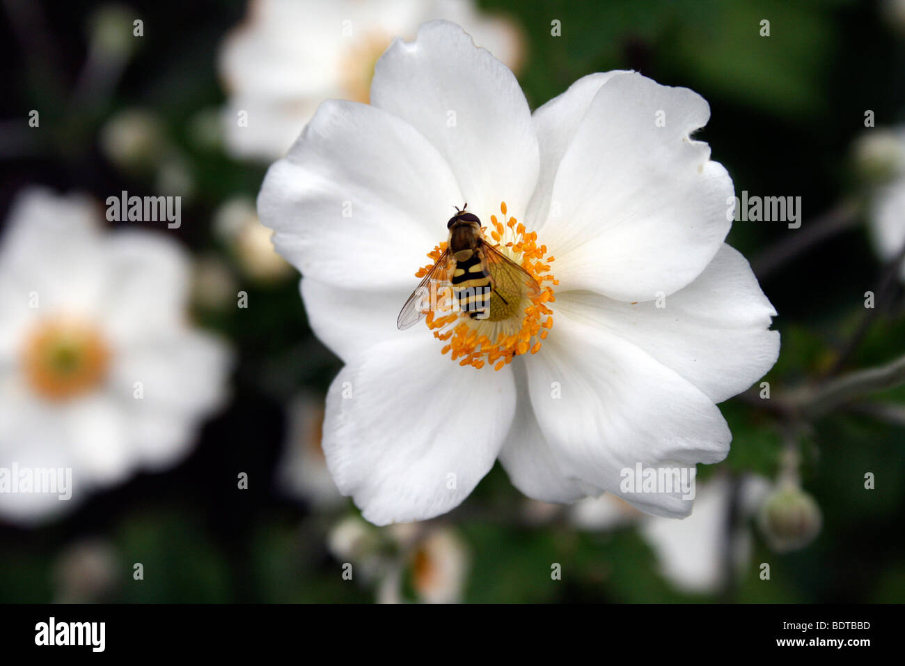 White anenome flower with bee Stock Photo - Alamy