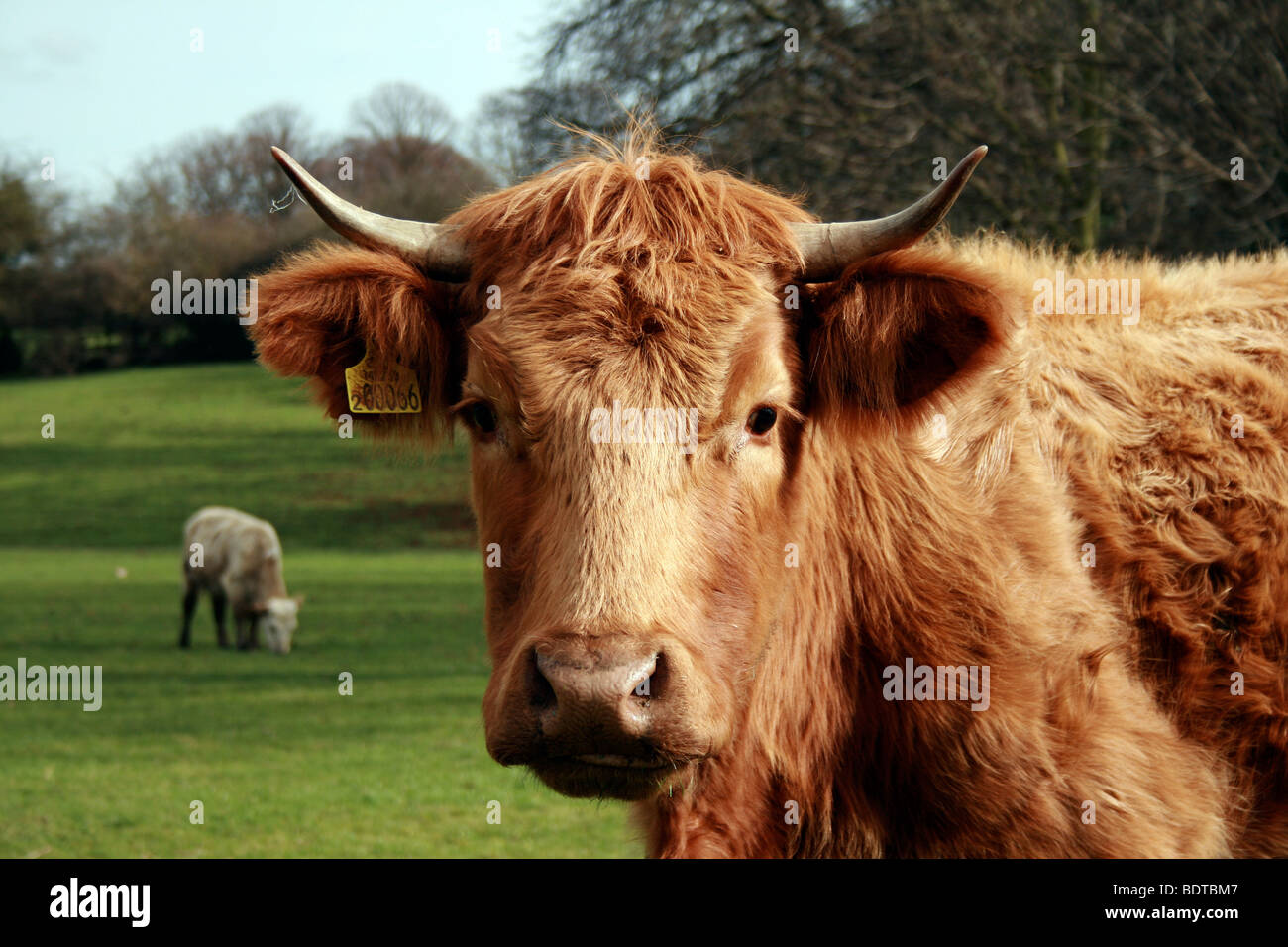 Brown / red cow in green field Stock Photo - Alamy