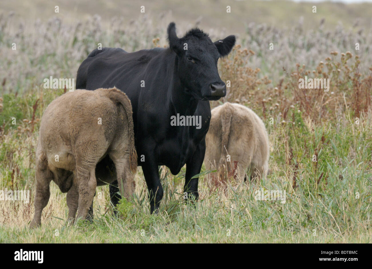 Grazing marshes hi-res stock photography and images - Alamy
