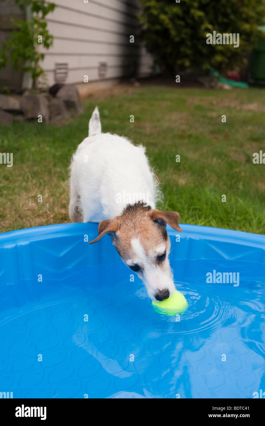Jack Russell Terrier in backyard with small wading pool and dog trying ...