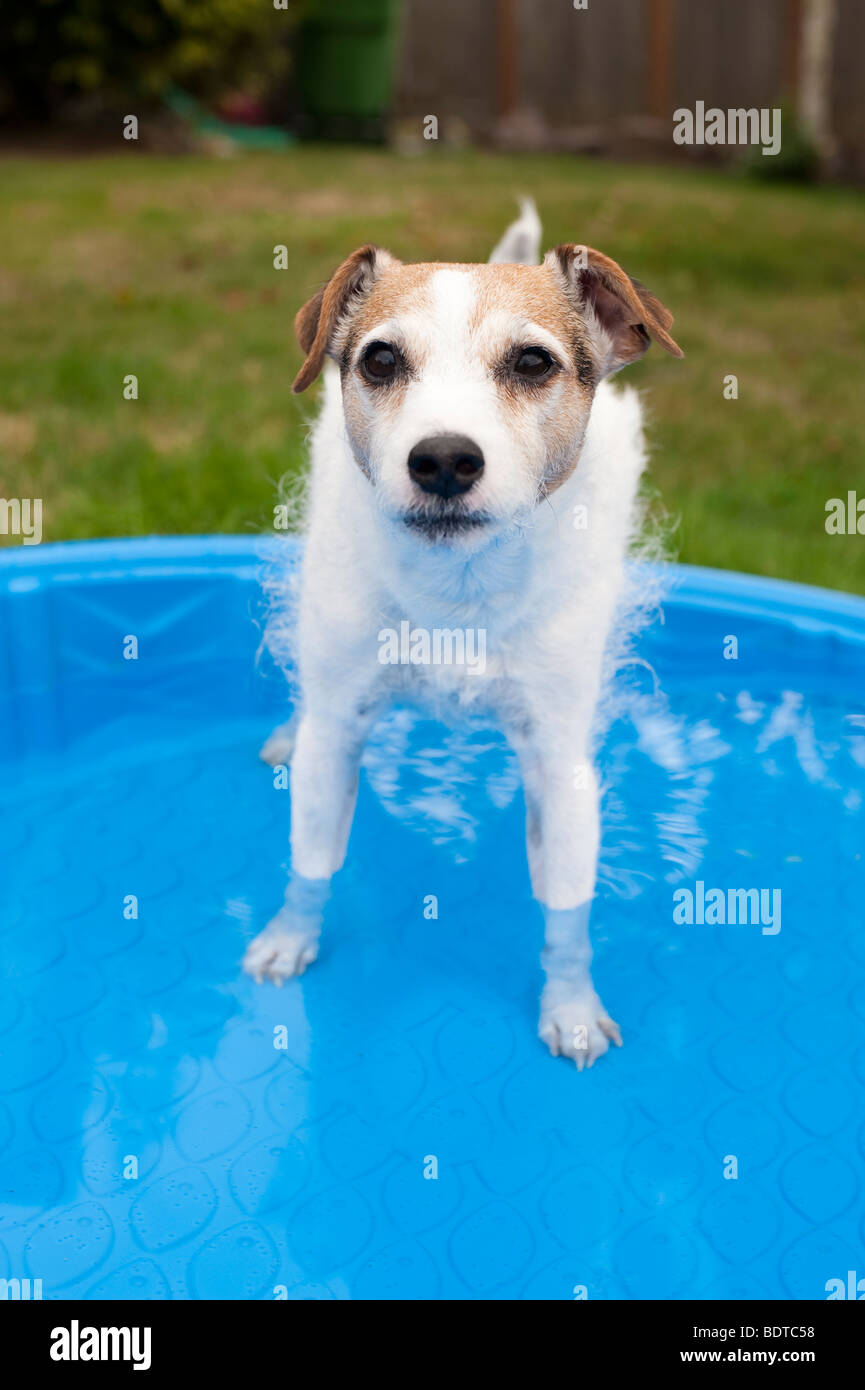 Jack Russell Terrier in backyard in small wading pool cooling off on a ...