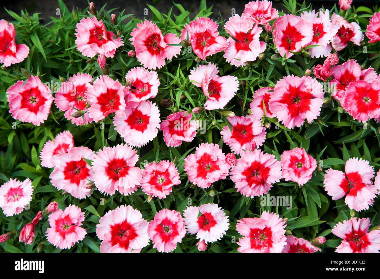 Sweet Williams flowers Stock Photo - Alamy