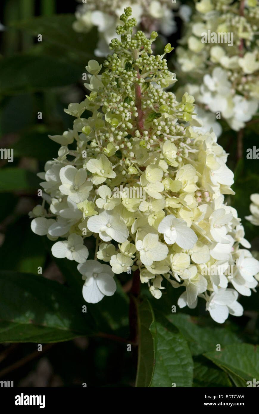 Hydrangea paniculata 'Pinky Winky' Stock Photo - Alamy