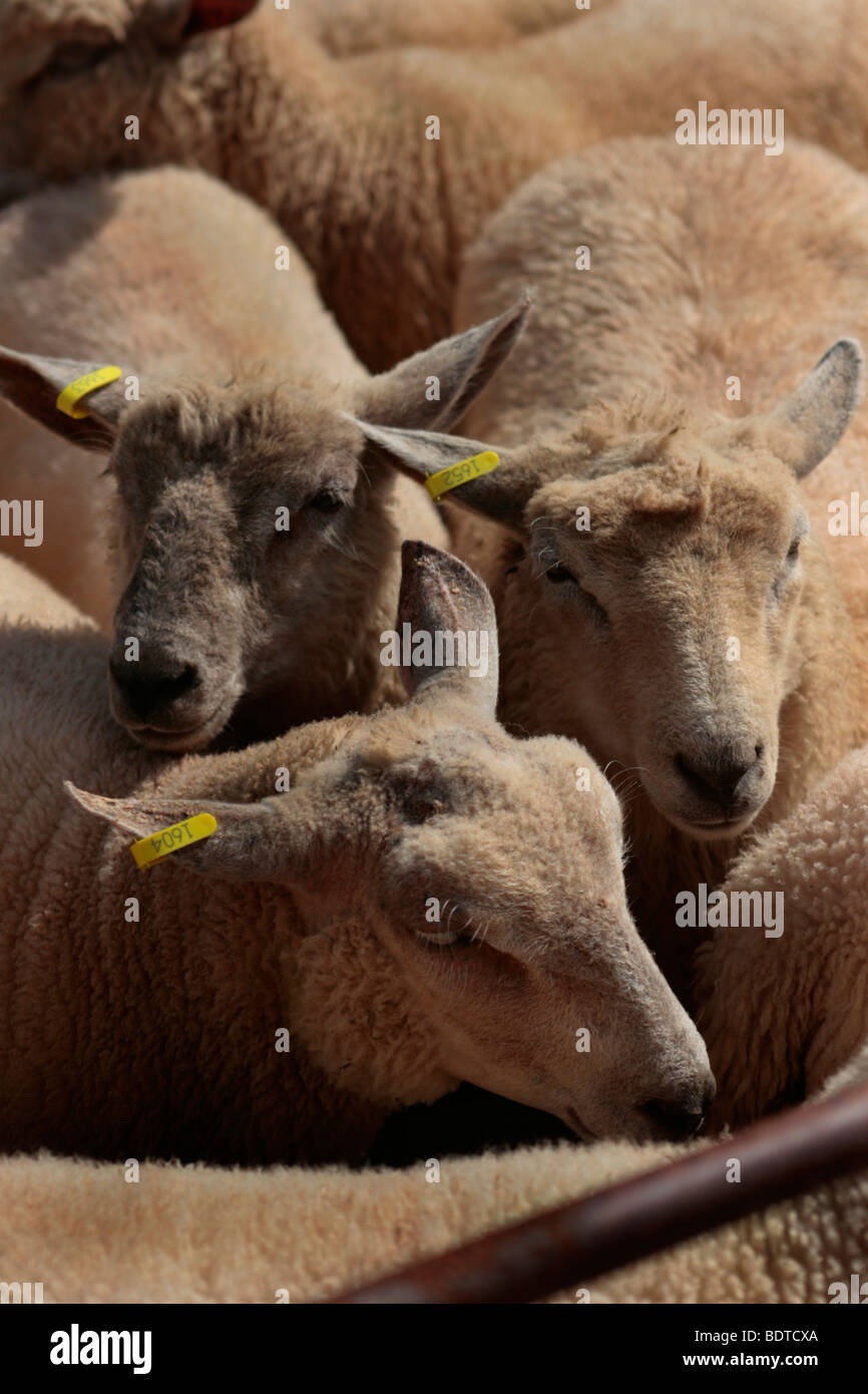 Sheep ready for auctioning at the Priddy sheep fair Stock Photo - Alamy