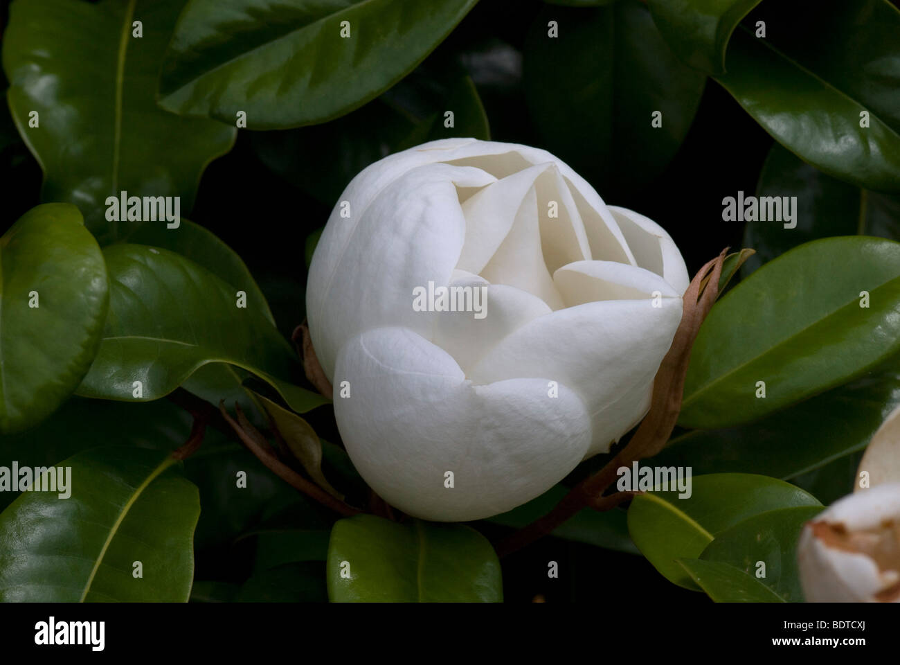 Magnolia grandiflora bull bay hi-res stock photography and images - Alamy