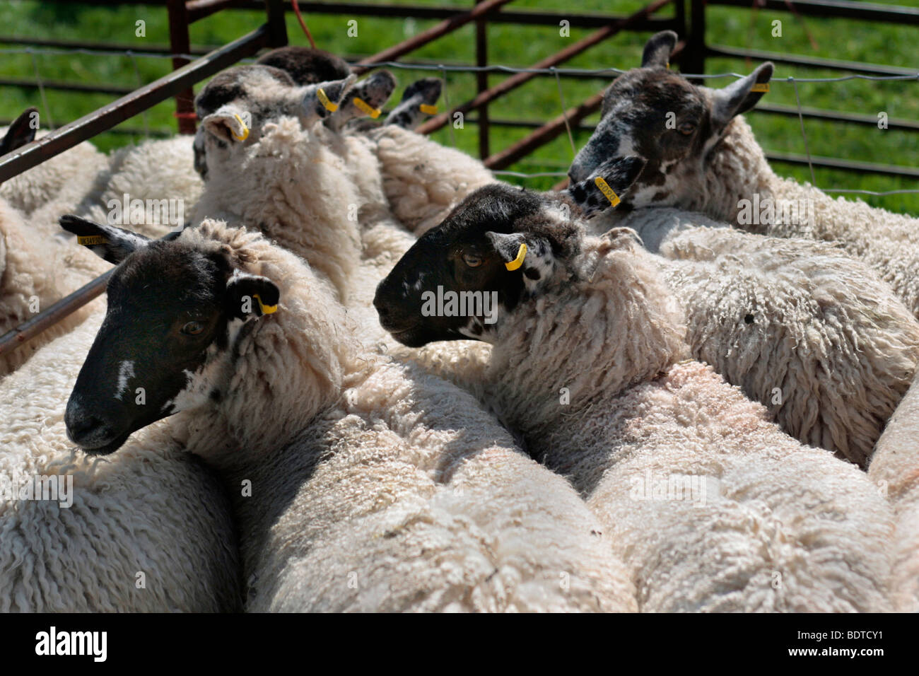 Sheep ready for auctioning at the Priddy sheep fair Stock Photo - Alamy