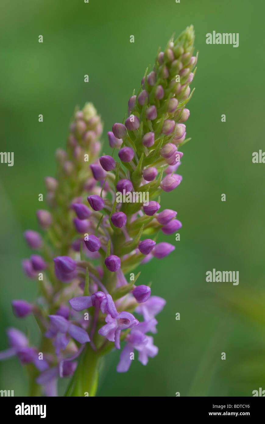 Orchid of kent downland hi-res stock photography and images - Alamy