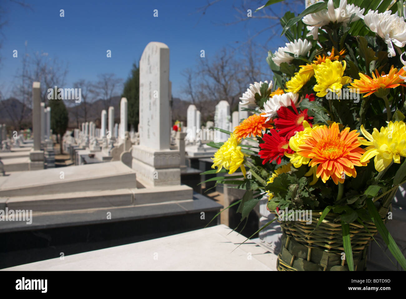 Cemetery daisy grave hi-res stock photography and images - Alamy