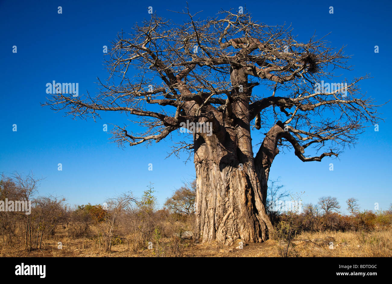 Boabab Tree High Resolution Stock Photography and Images - Alamy