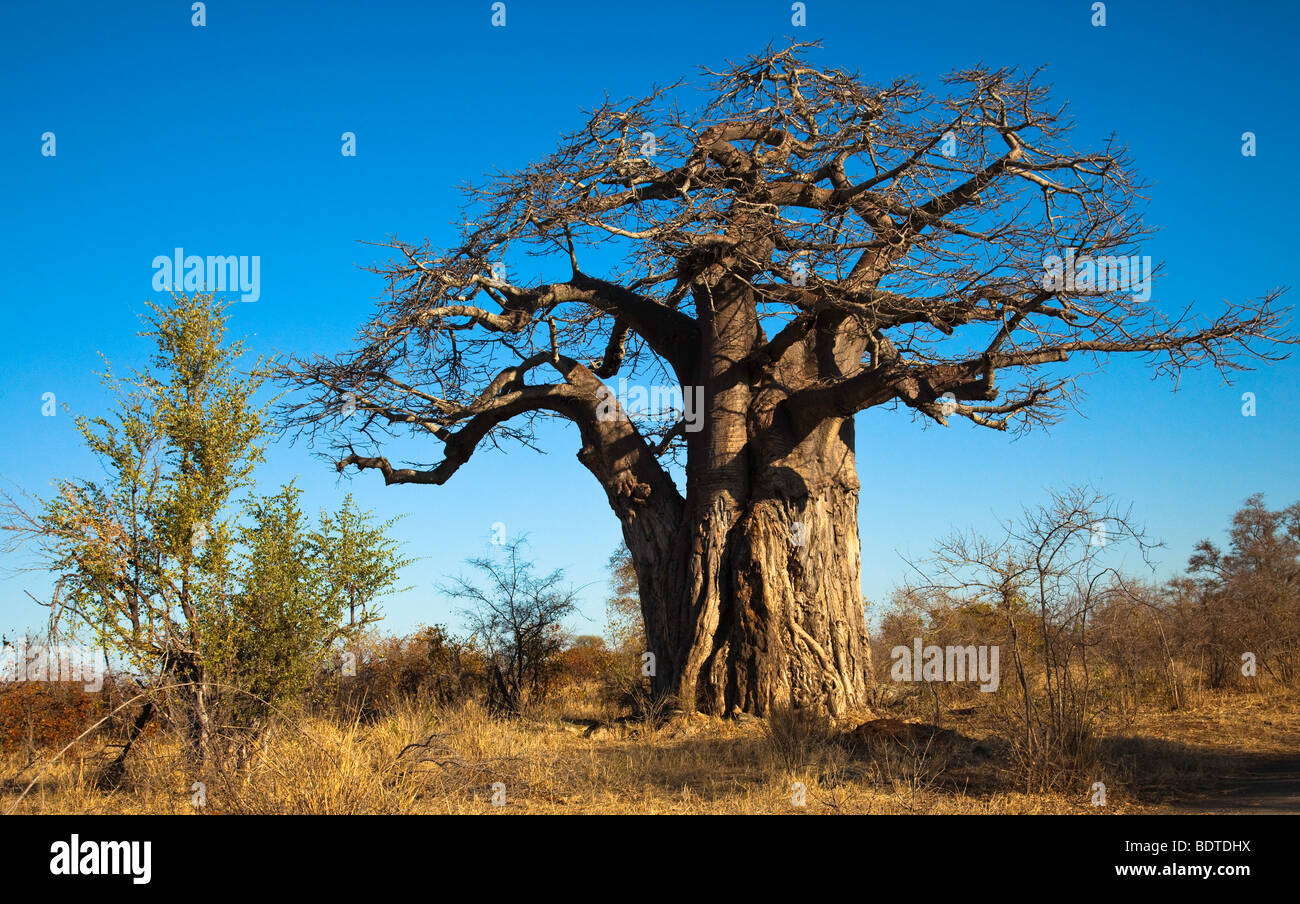 Boabab Tree High Resolution Stock Photography and Images - Alamy