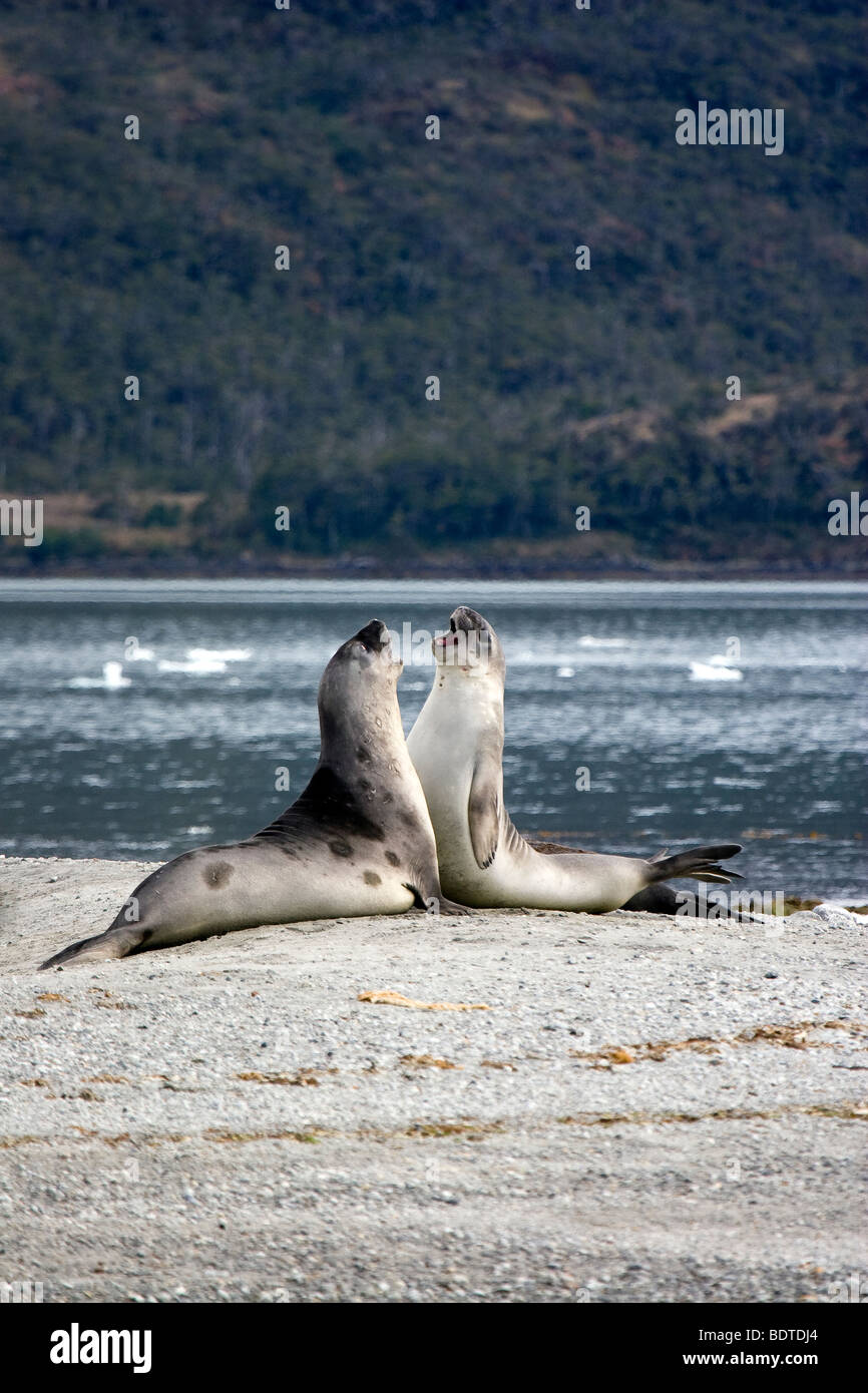 Sparring juvenile elephant seals, Ainsworth Bay, Chile Stock Photo - Alamy