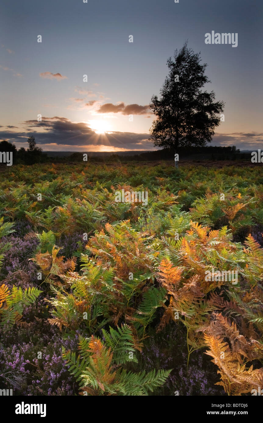 Common tree fern hi-res stock photography and images - Alamy