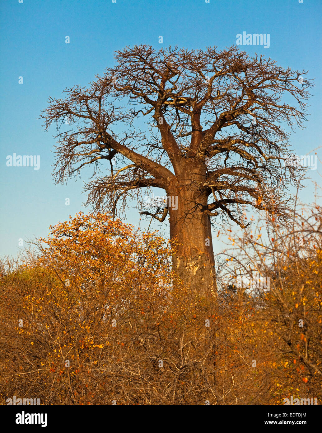 Boabab Tree Stock Photos & Boabab Tree Stock Images - Alamy