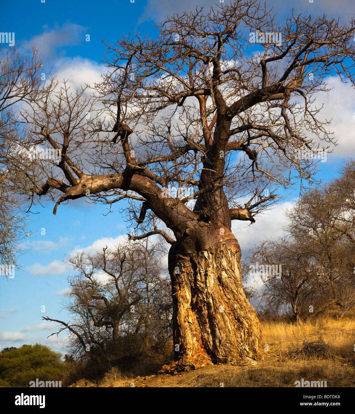 Boabab Tree High Resolution Stock Photography and Images - Alamy