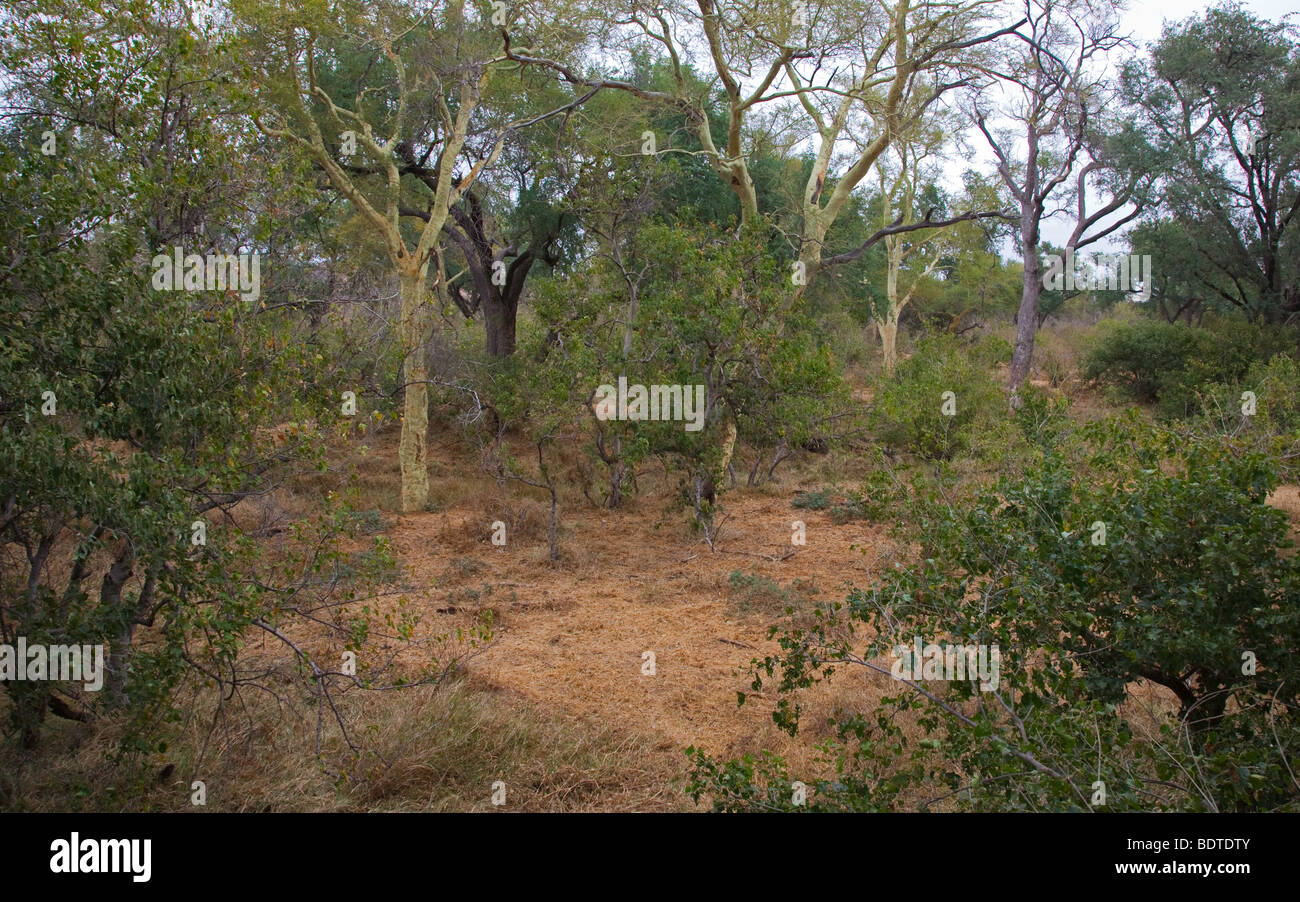 limpopo riverine forest Stock Photo - Alamy