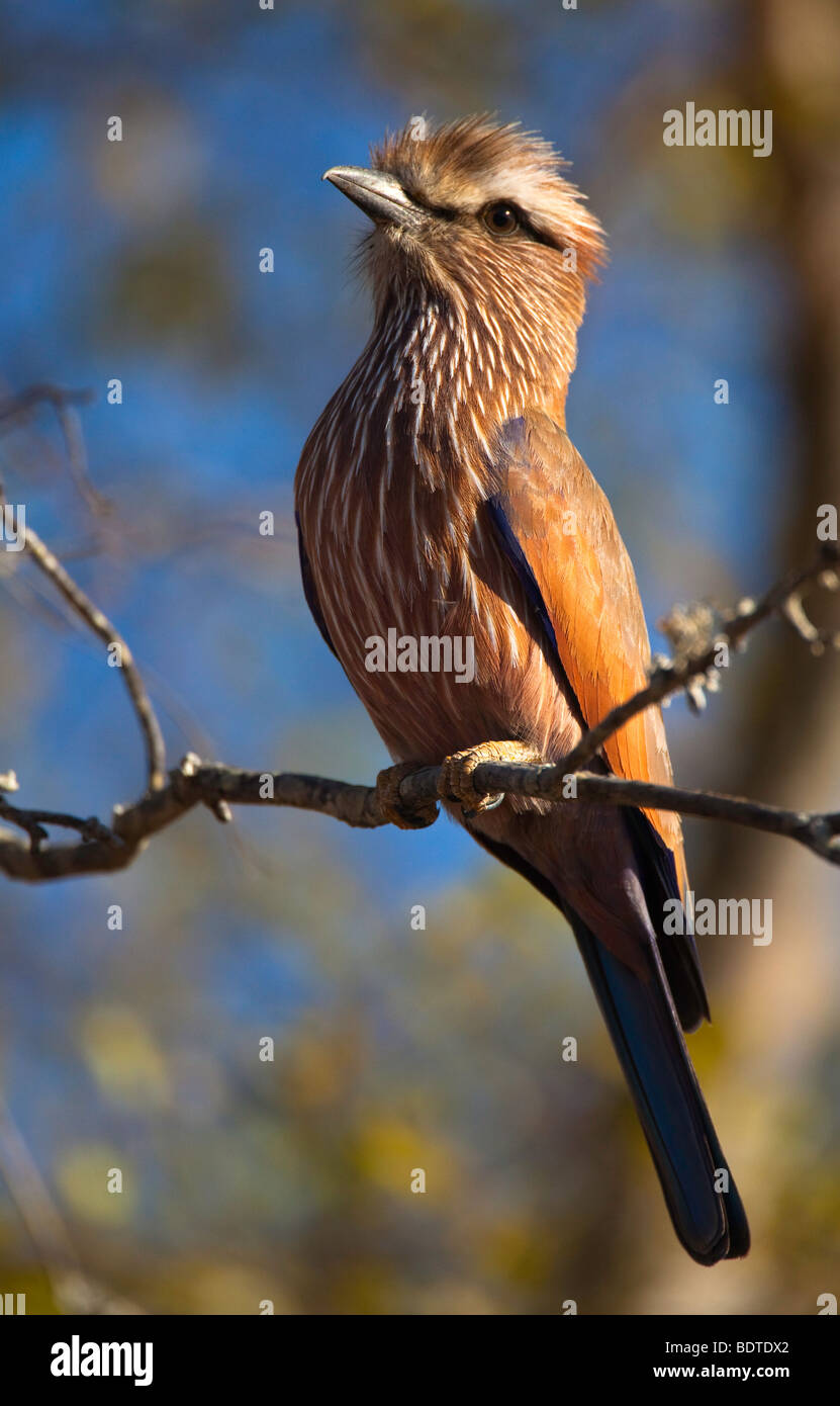 Purple roller hi-res stock photography and images - Alamy