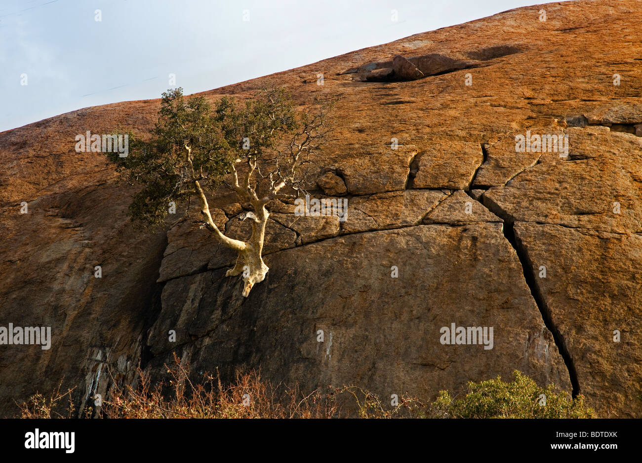 tree growing on rock Stock Photo - Alamy