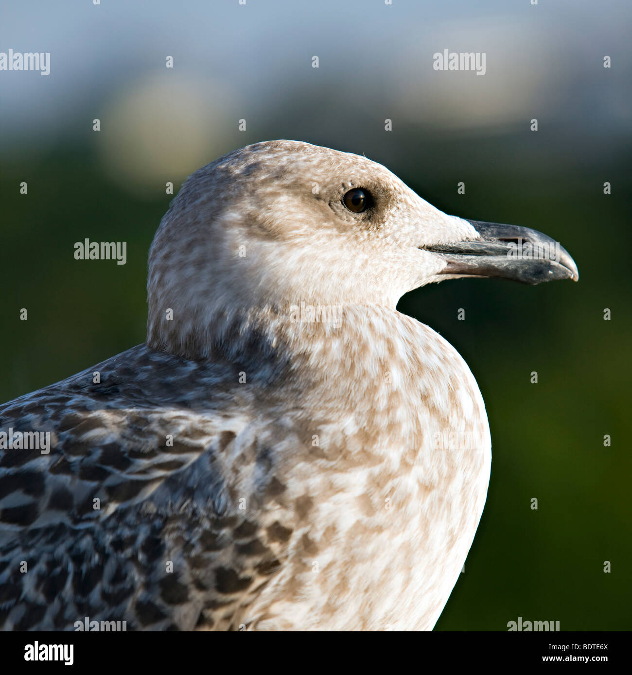 Seagull eye hi-res stock photography and images - Alamy