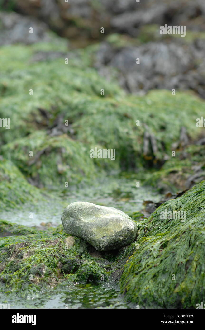 Seaweed fish tidal pool hi-res stock photography and images - Alamy