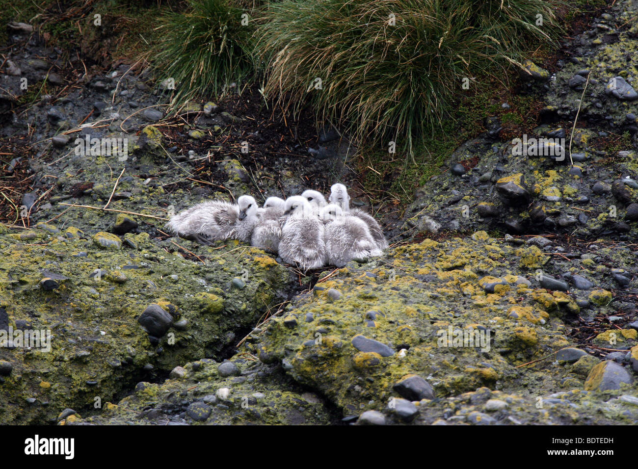 Three week old Kelp Goose chicks (Chloephaga hybrida), Tucker Island ...
