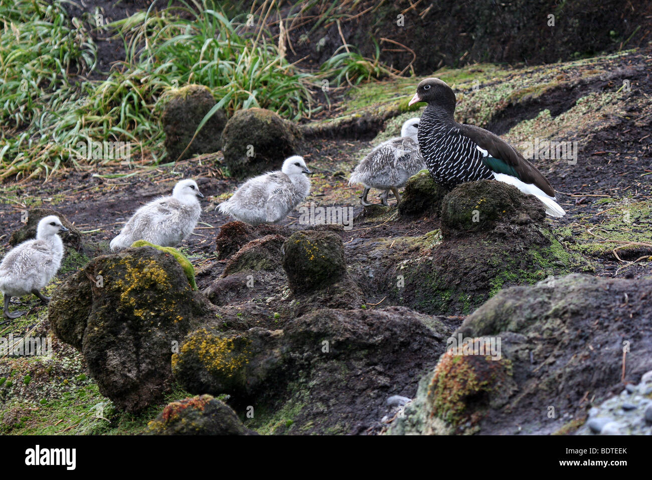 Old chicks hi-res stock photography and images - Alamy