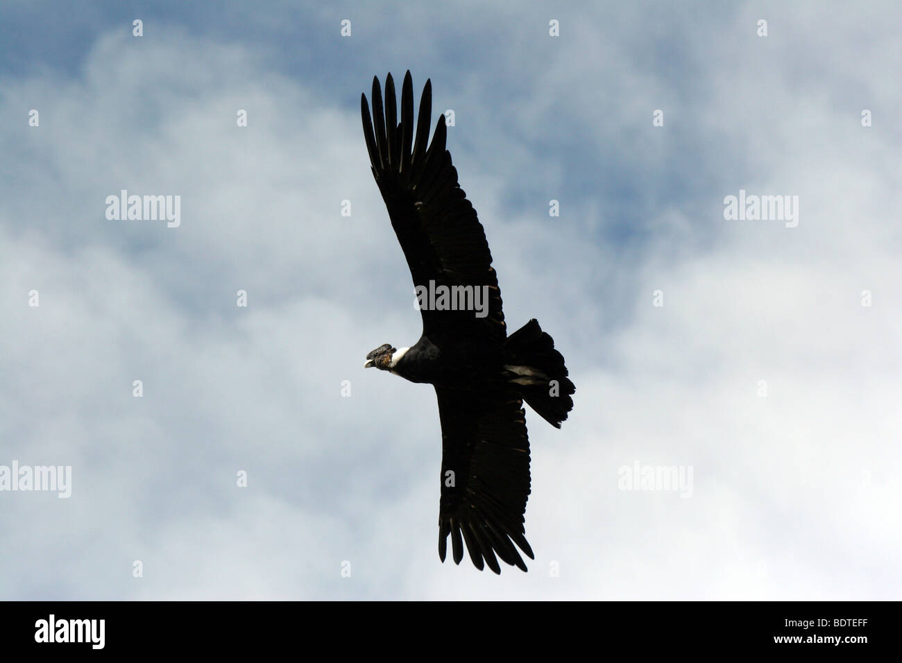 Wild male Andean Condor in flight, Torres del Paine National Park ...