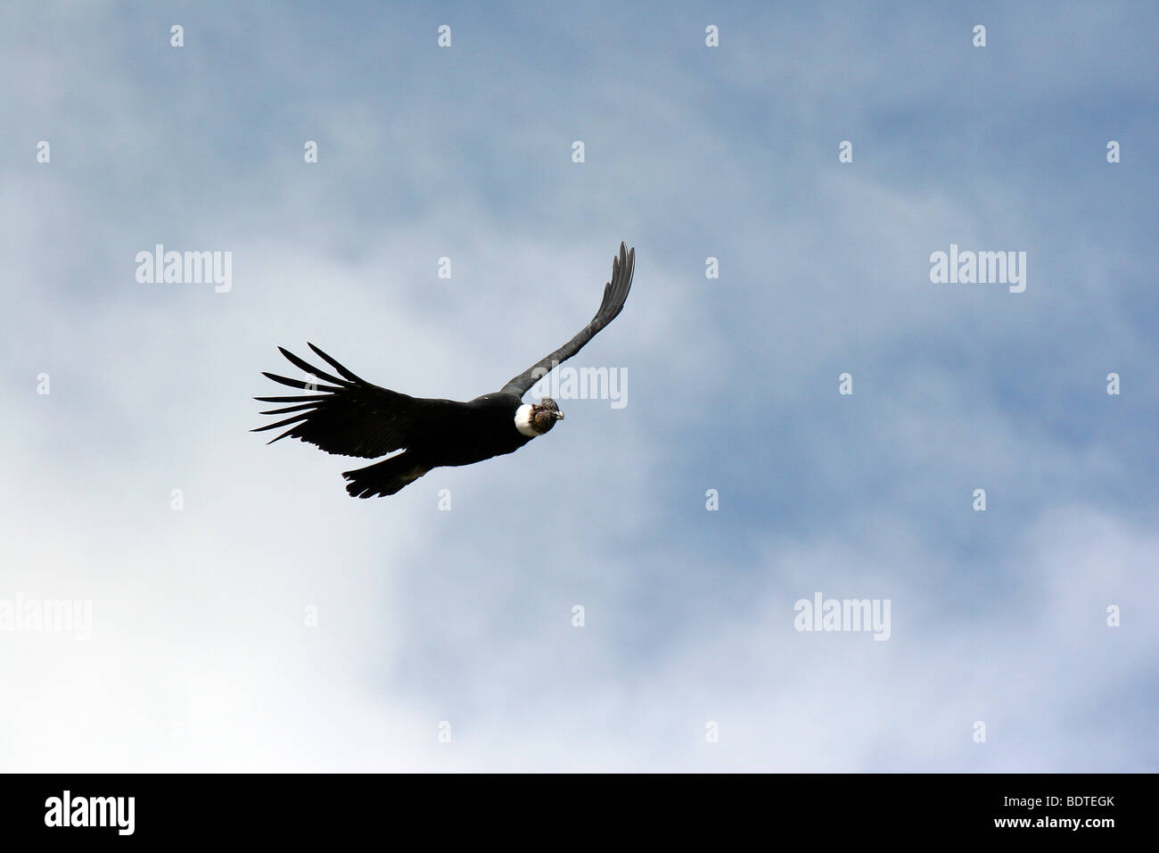 Wild male Andean Condor in flight, Torres del Paine National Park ...