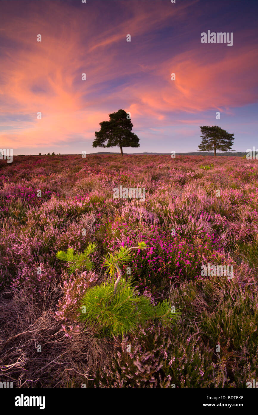 Pine sapling and trees growing amongst flowering heather on heathland, Rockford Common, New ...