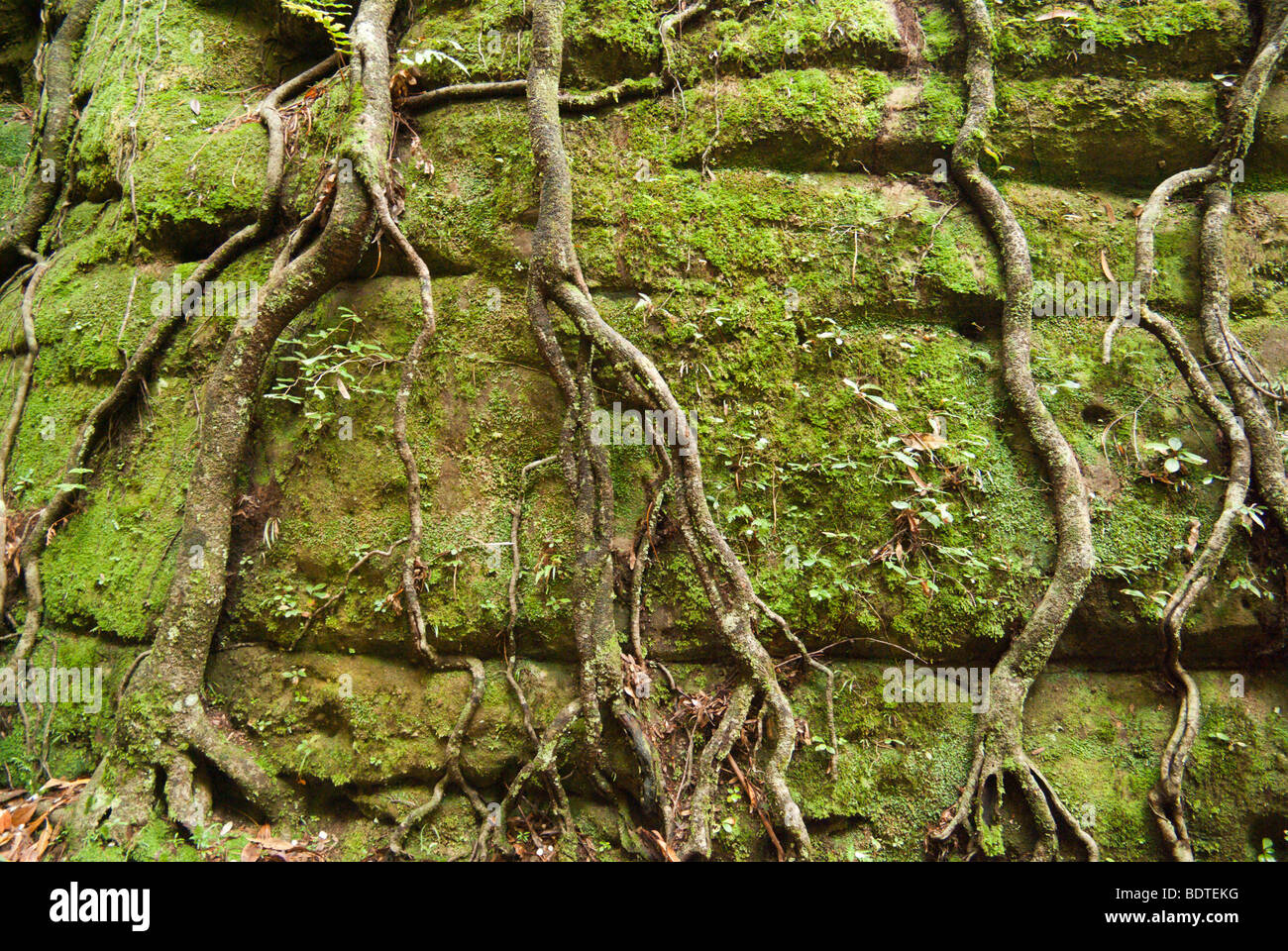 Tree roots in mossy canyon Stock Photo - Alamy