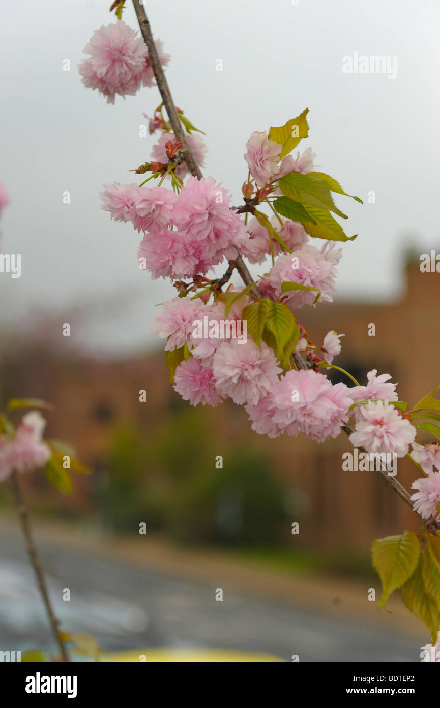 BLOSSOM IN SPRINGTIME Stock Photo - Alamy