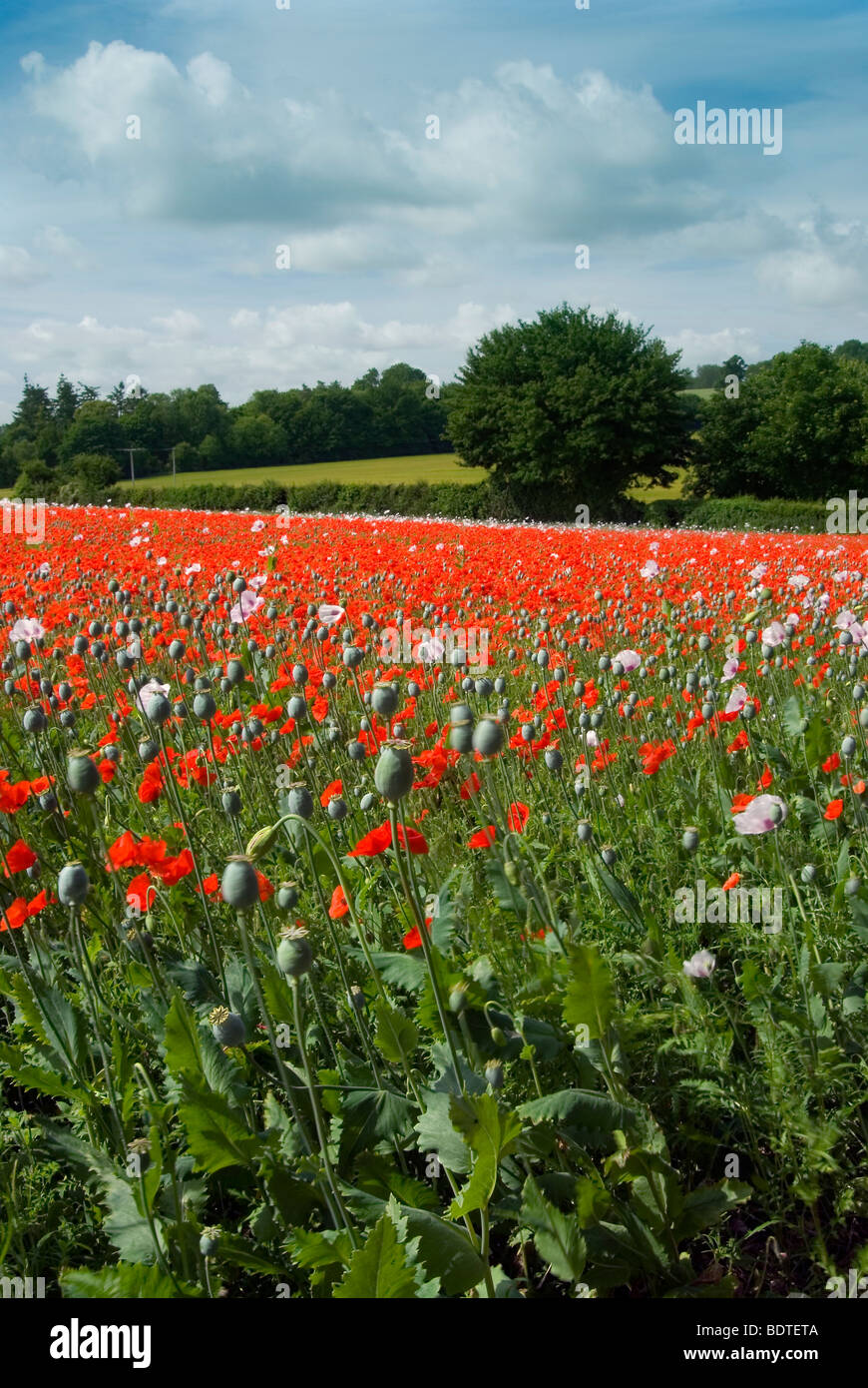 Poppies growing in commercial poppy hi-res stock photography and images ...