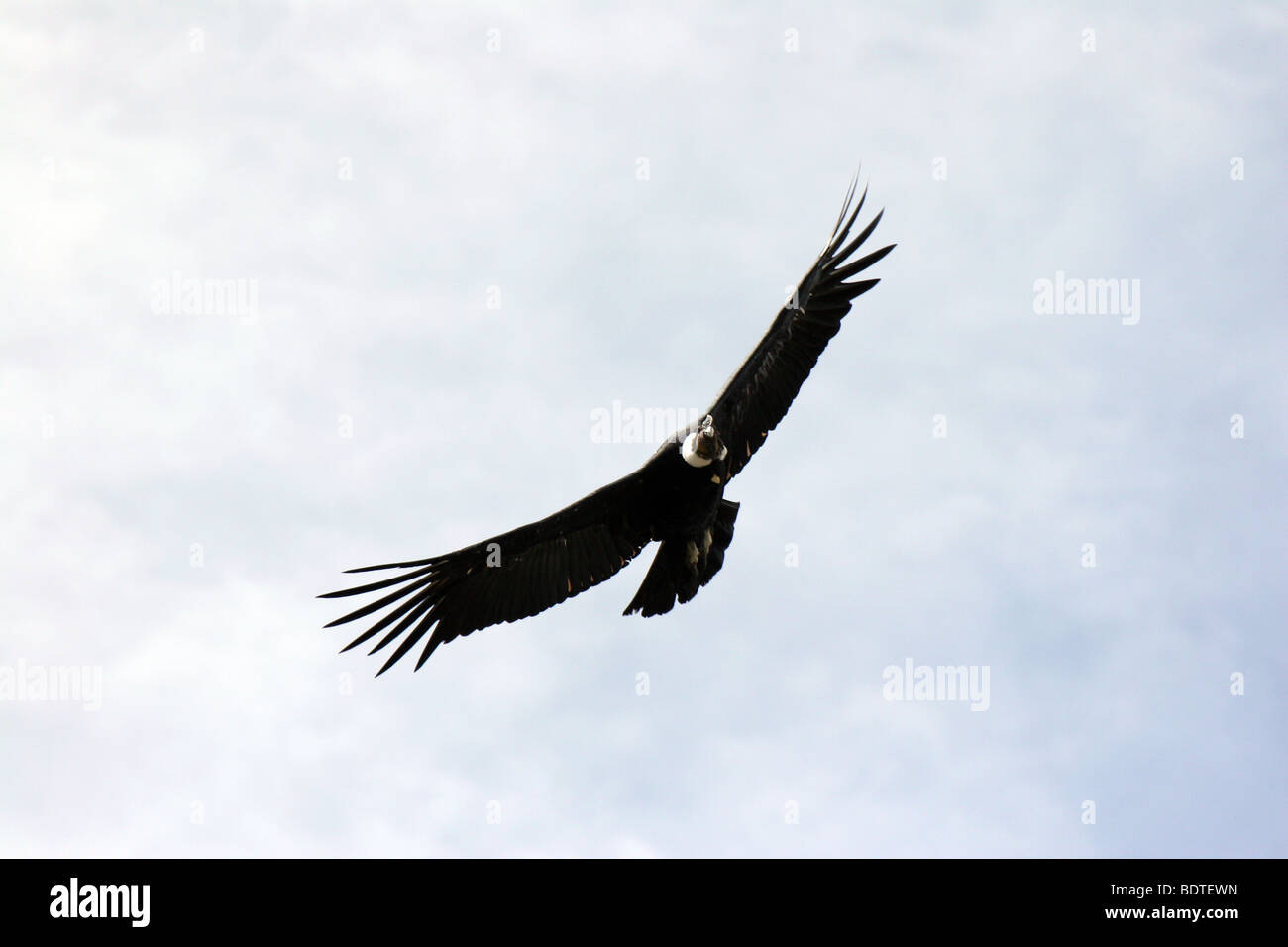 Wild male Andean Condor in flight, Torres del Paine National Park ...