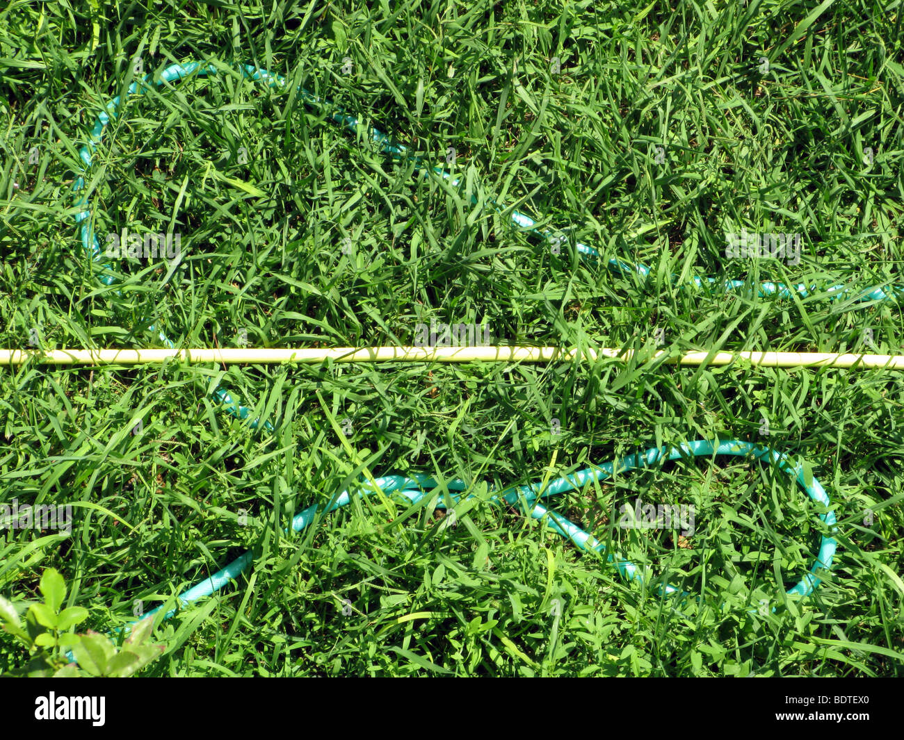 aerial view of two water hose pipes on garden lawn in sun Stock Photo ...