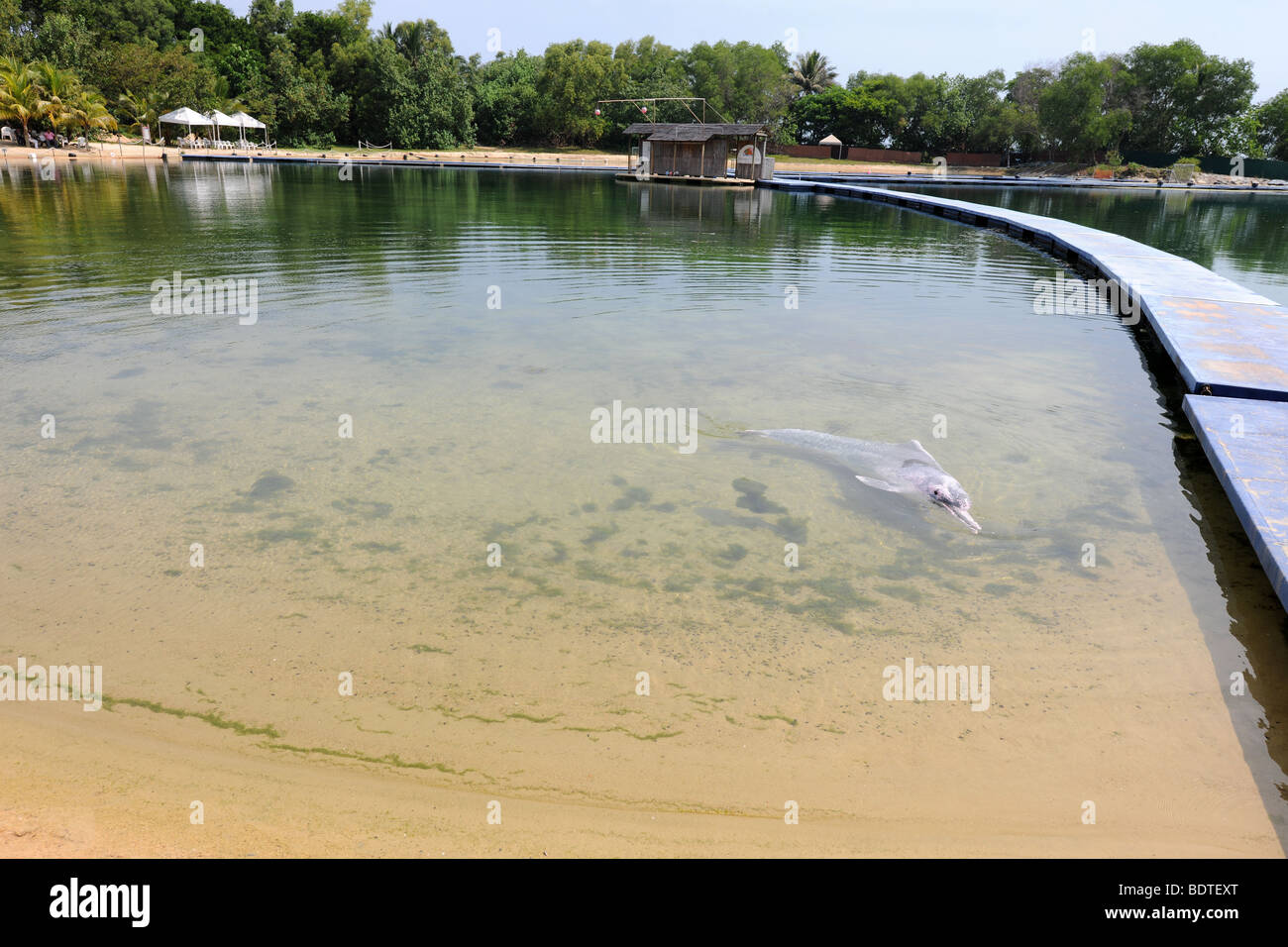 Pink dolphin at Dolphin Lagoon, Sentosia Island, Singapore Stock Photo ...