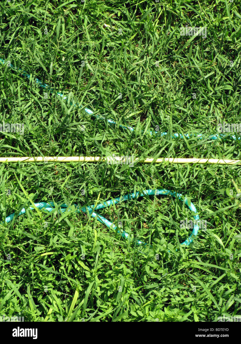aerial view of two water hose pipes on garden lawn in sun Stock Photo ...
