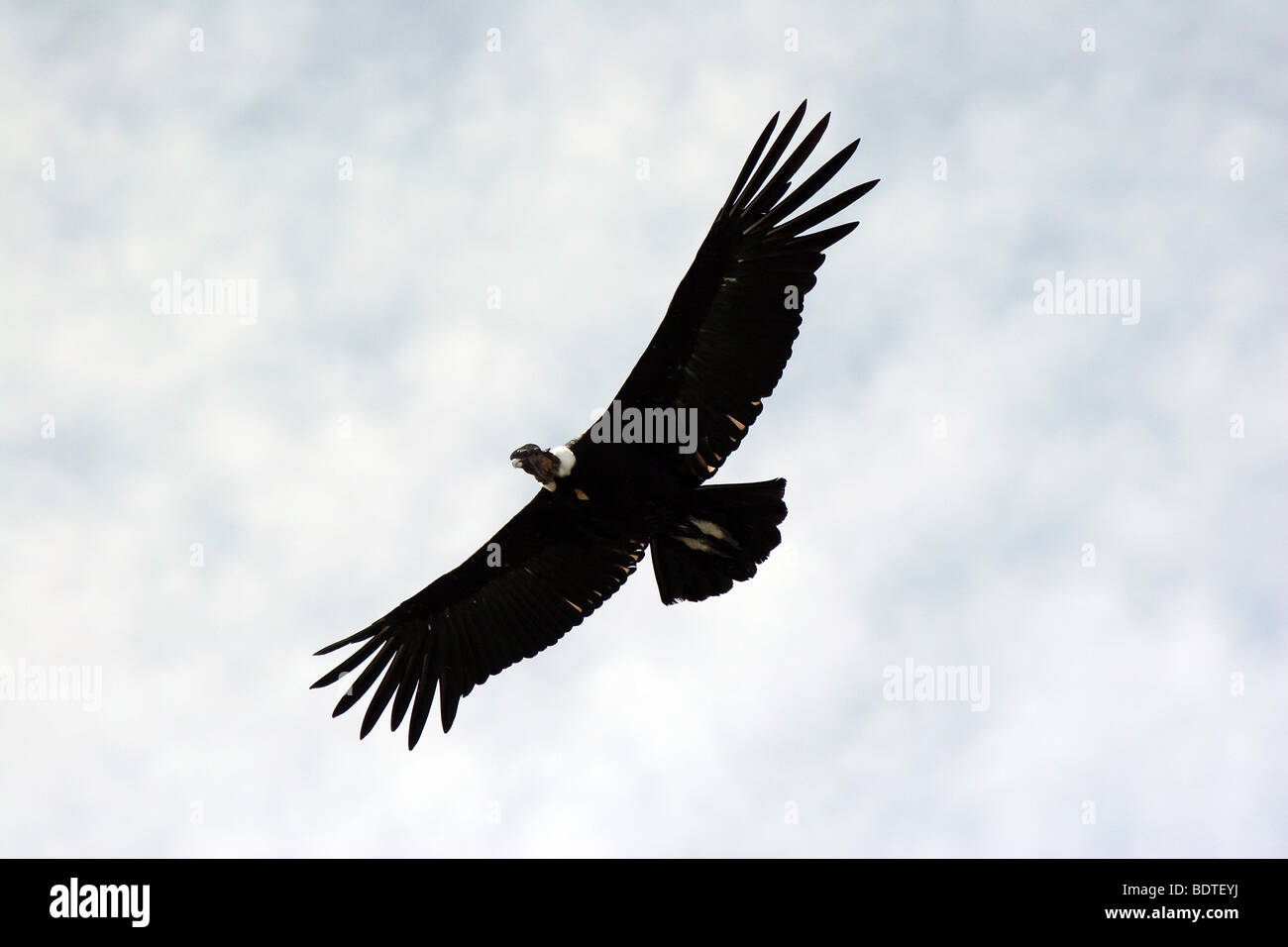Wild male Andean Condor in flight, Torres del Paine National Park ...