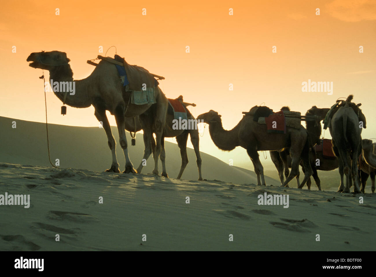 silk road, china, xinjiang, taklimakan desert Stock Photo - Alamy
