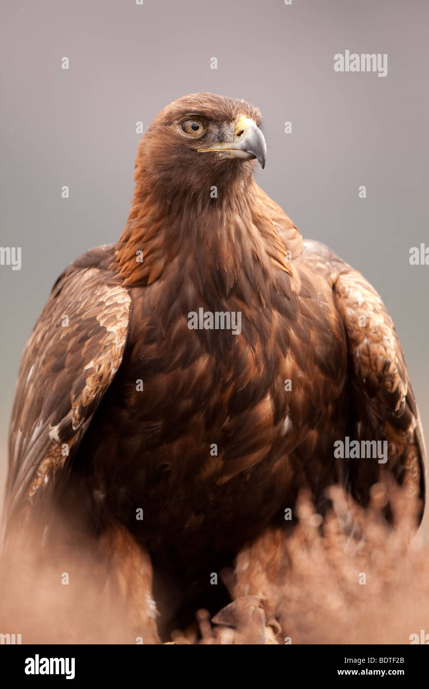 Golden Eagle portrait, taken in the Scottish Highlands (Falconer's ...