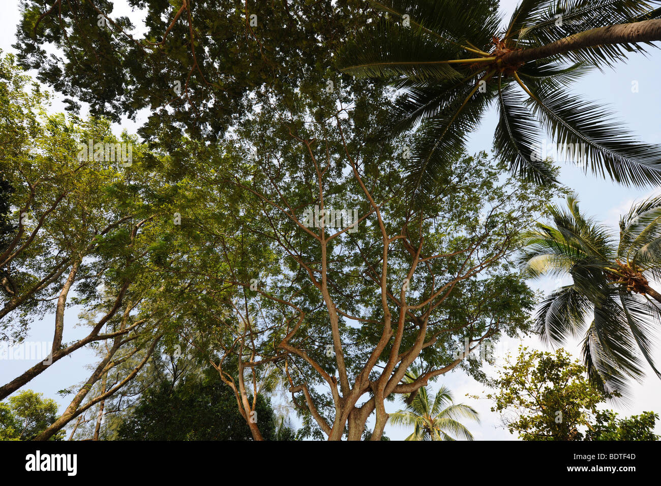 coconut palms and trees on Sentosa Island, Singapore Stock Photo - Alamy