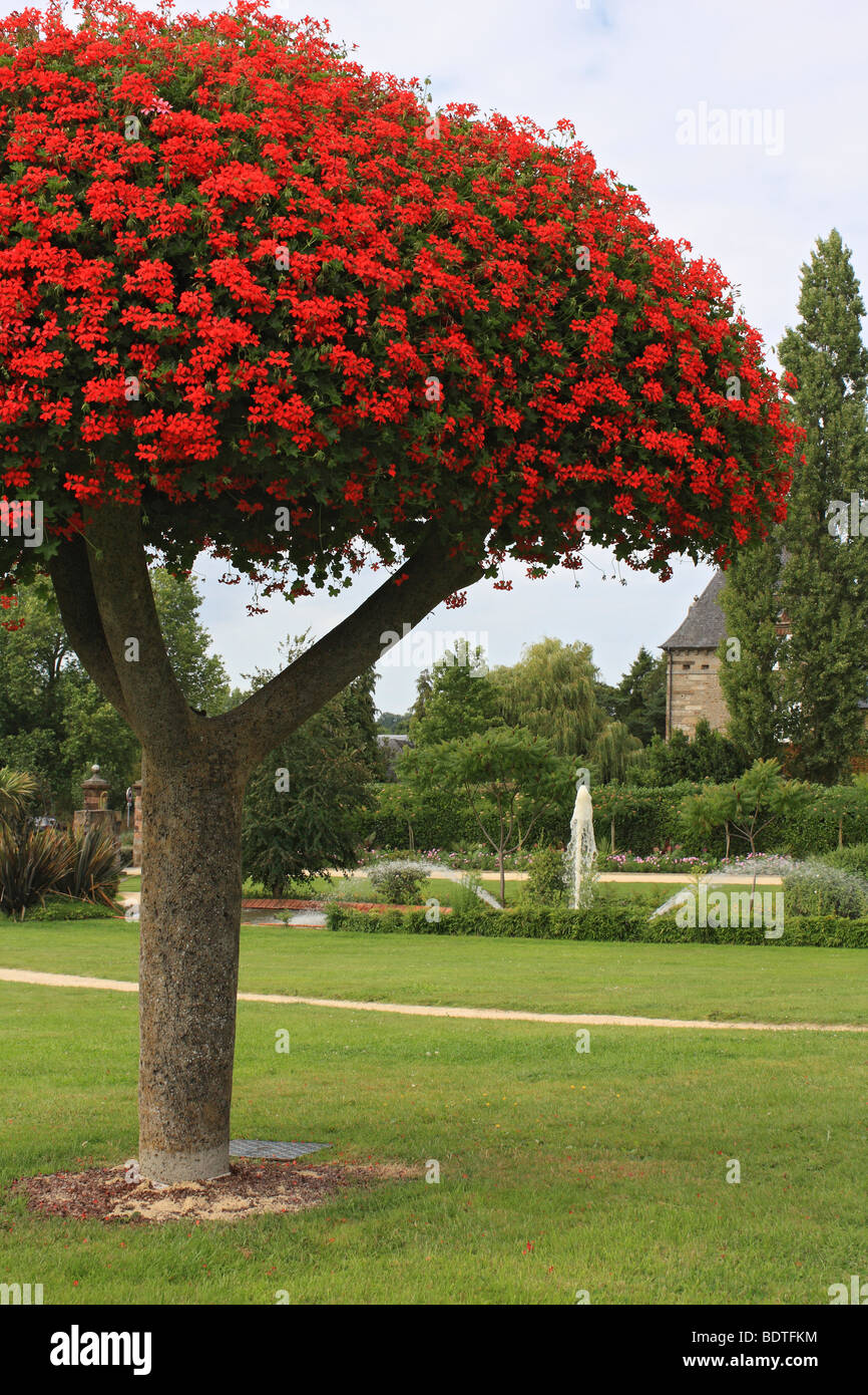 Geranium Tree High Resolution Stock Photography and Images - Alamy