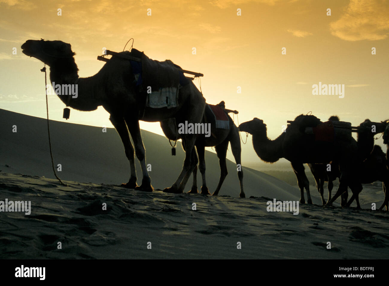 silk road, china, xinjiang, taklimakan desert Stock Photo - Alamy