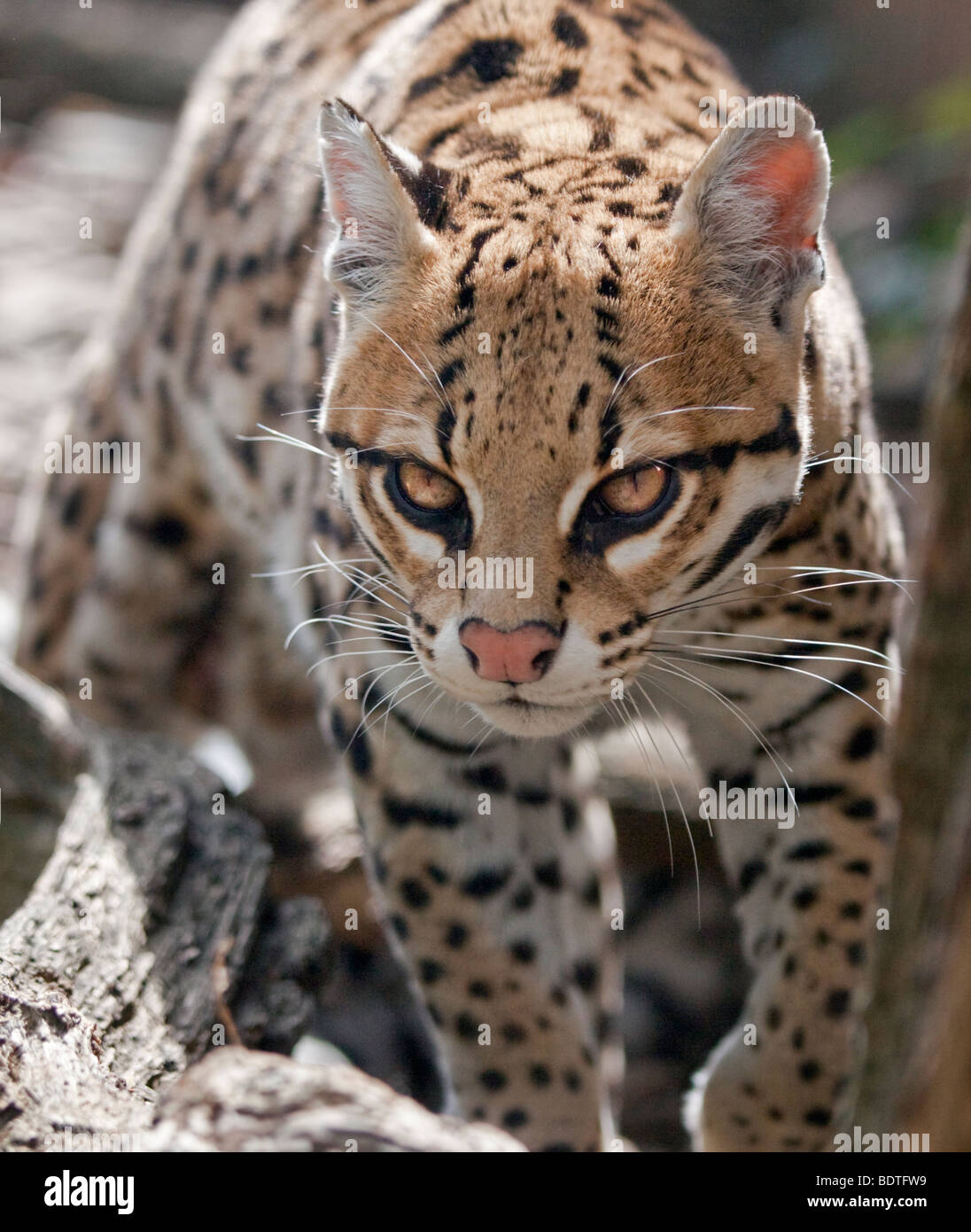 Ocelot hi-res stock photography and images - Alamy